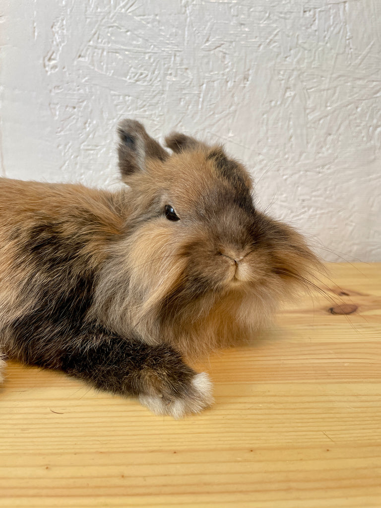XL Taxidermy Rabbit Bunny Real Laying Down Lifesize Full Body Large ...