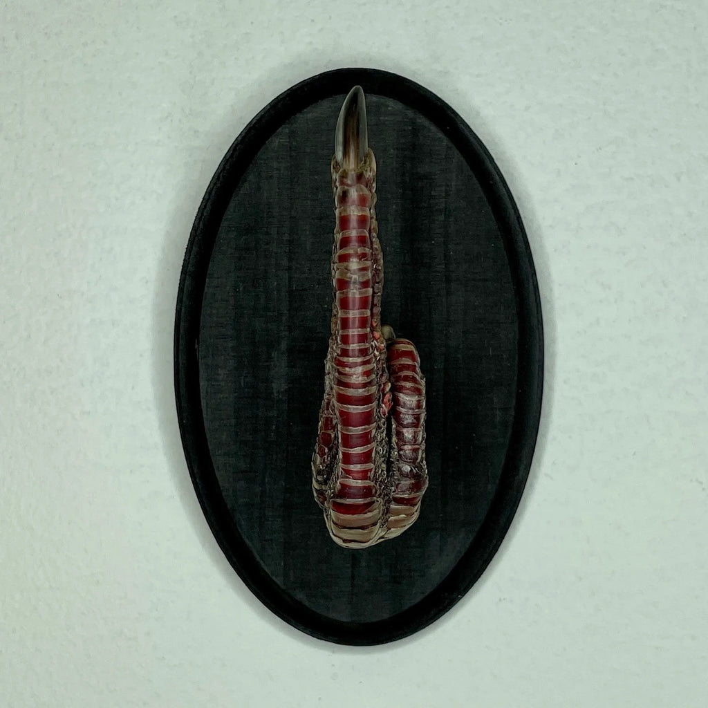 Taxidermy Turkey Middle Finger THE BIRD – Brooklyn Taxidermy