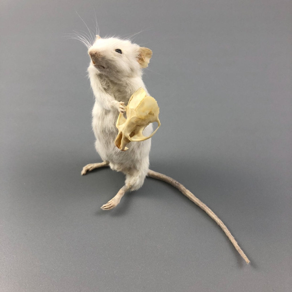 Taxidermy Mouse Holding Mouse Skull – Brooklyn Taxidermy