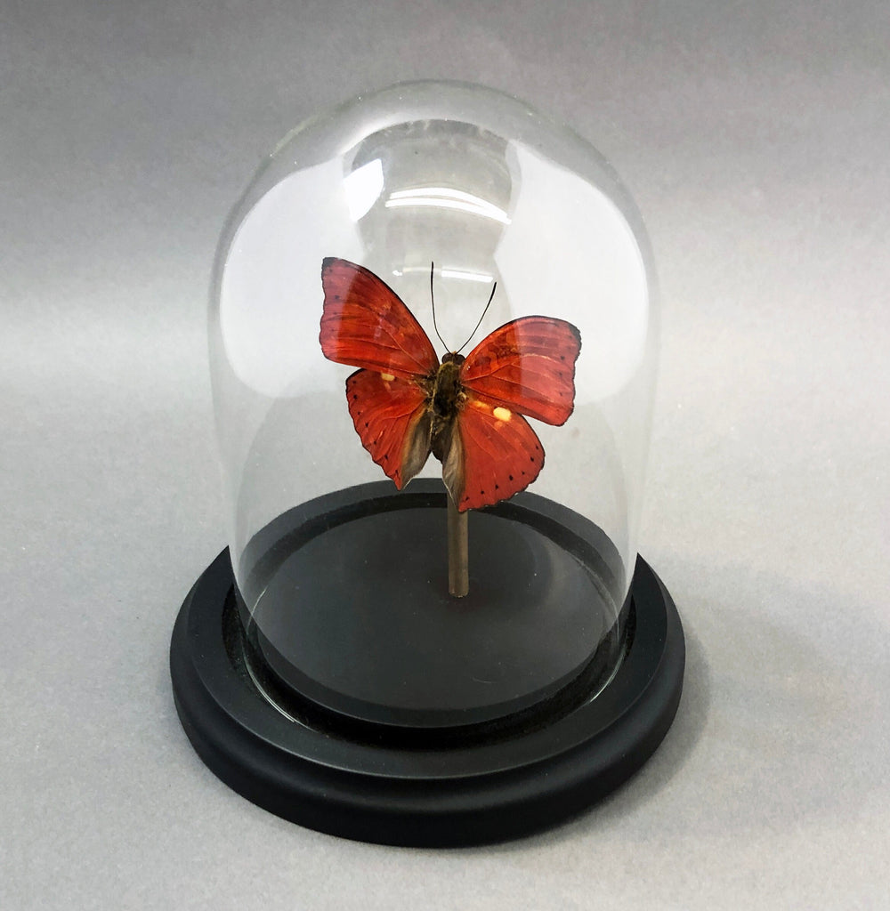 Real Red Glider Butterfly in Glass Dome – Brooklyn Taxidermy