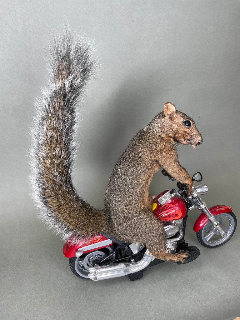 Taxidermy Squirrel Riding Harley – Brooklyn Taxidermy