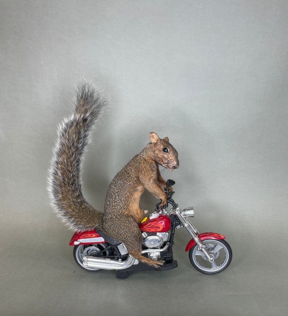 Taxidermy Squirrel Riding Harley – Brooklyn Taxidermy
